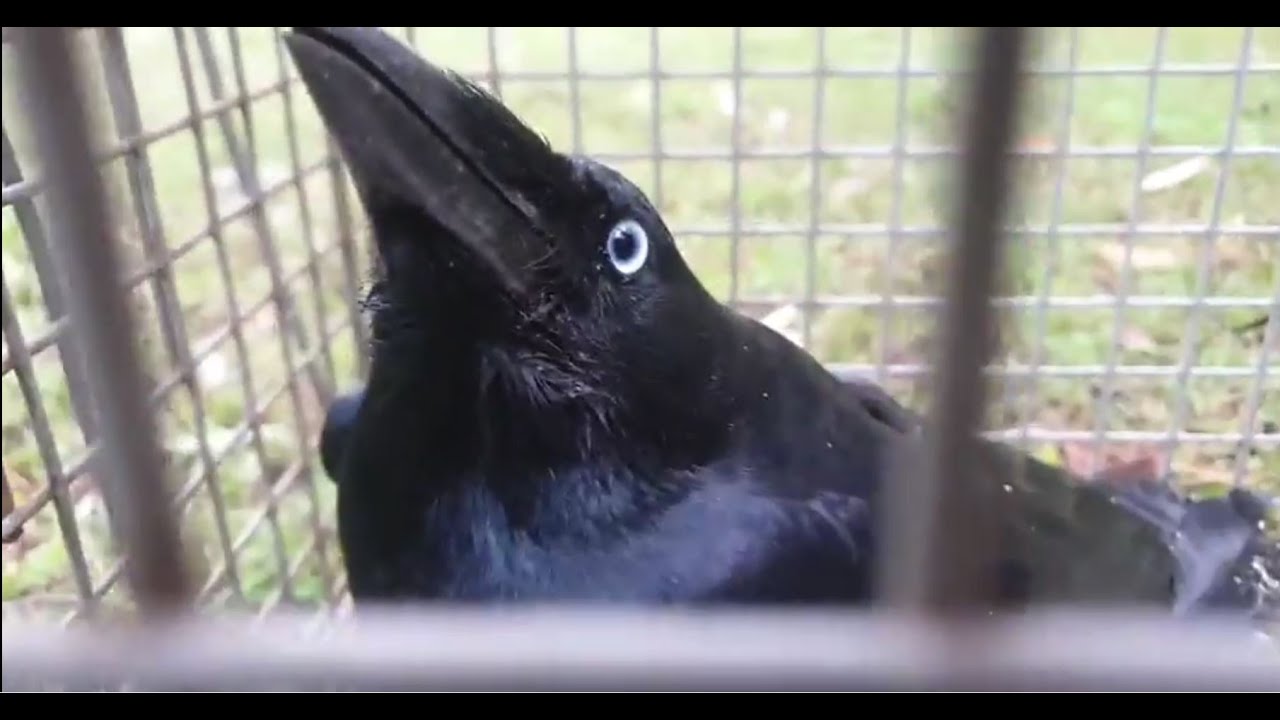 Torresian crow released