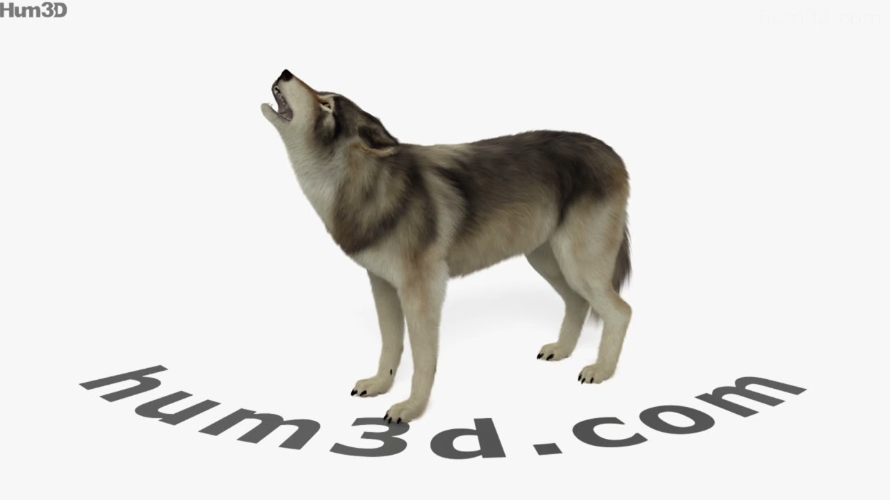 Howling Wolf 3D model by 3DModels.org