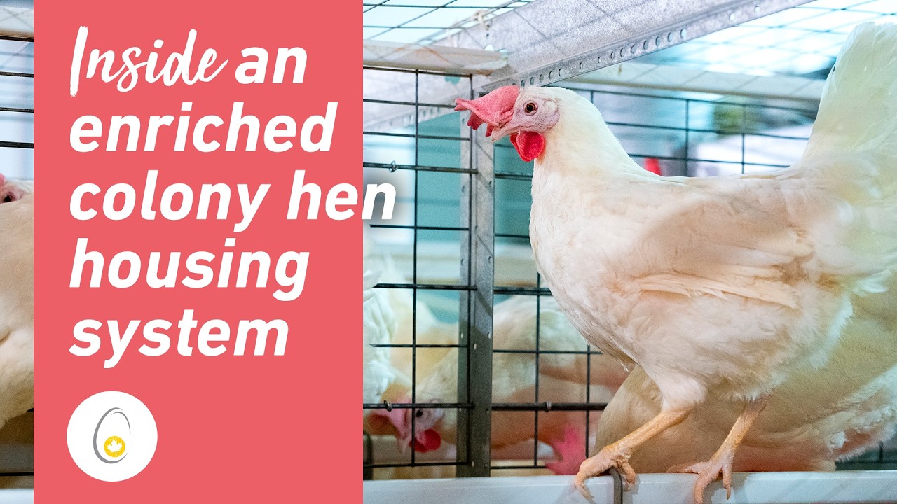 An inside look at an enriched hen housing system
