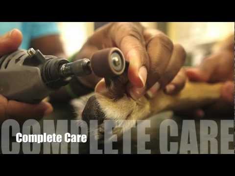Central Florida Vets