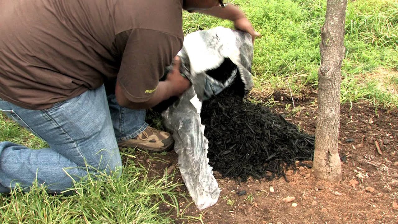 PHS Presents Basic Tree Care: Mulching
