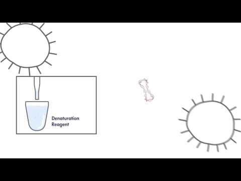 Watch QIAGEN’s digene HC2 High-Risk HPV DNA Test
