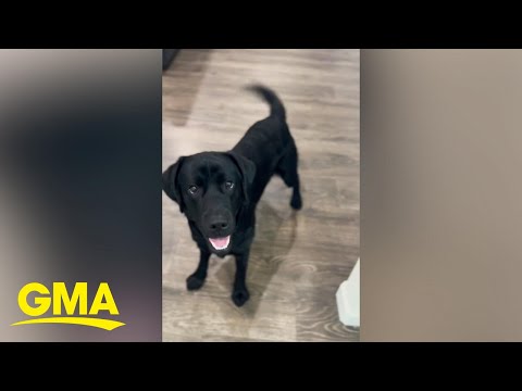 Black Labrador has cutest reaction when told he's going to see grandparents