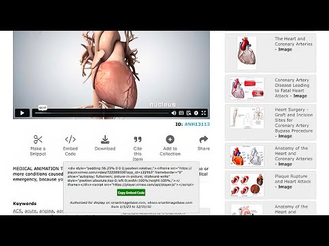 Using Animation Embed Codes