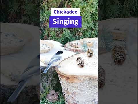 😀 Beautiful Chickadee Singing 🏕 #shorts #birds #nature #relaxing #cute