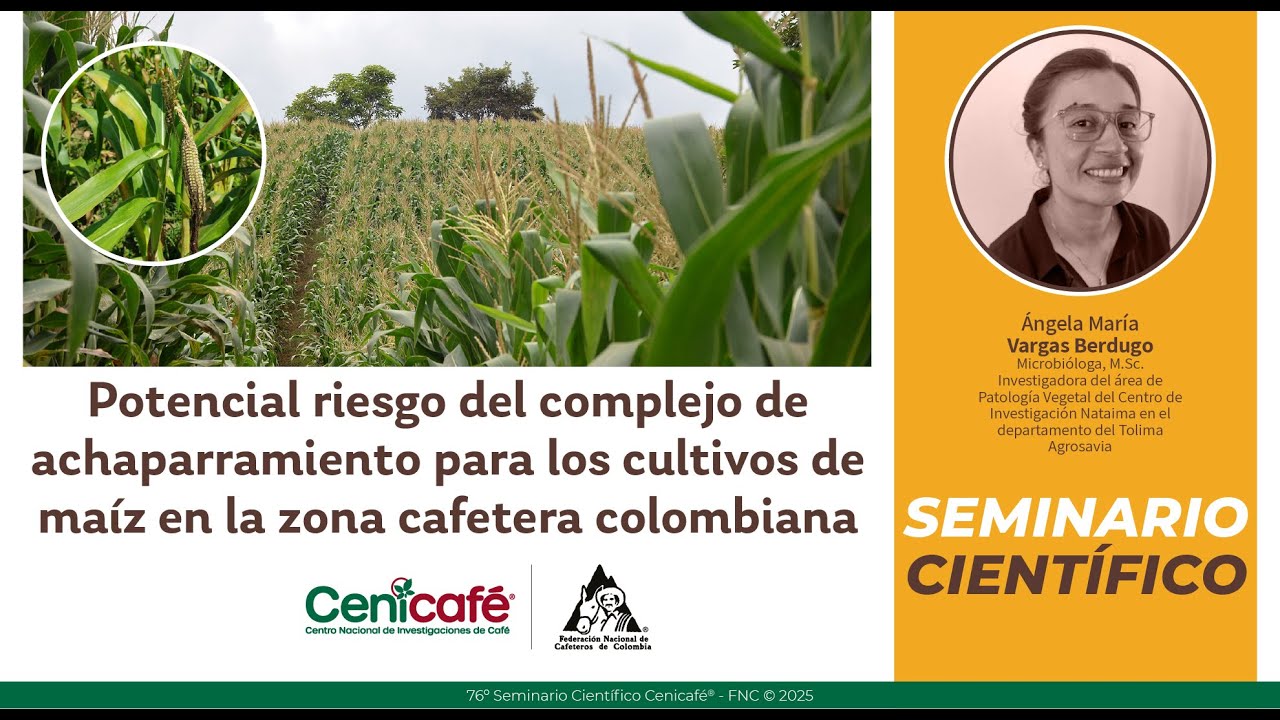 Potential risk of stunting complex to maize crops