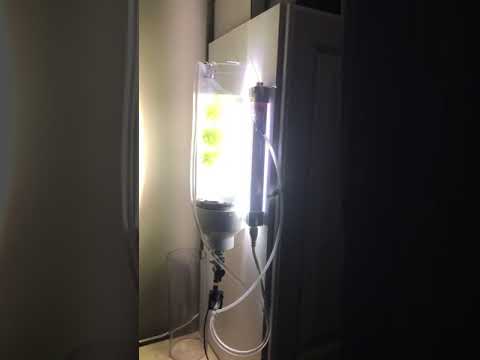 My diy chaeto tumbler