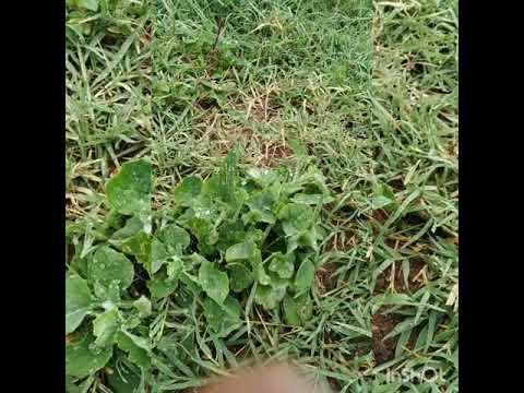 Guttation of plant