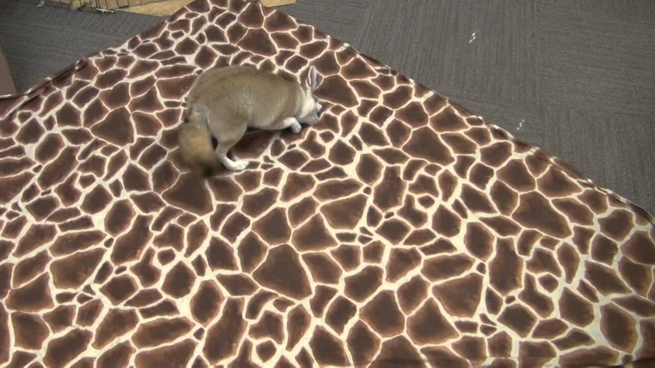 Fennec Fox Chasing Bubbles