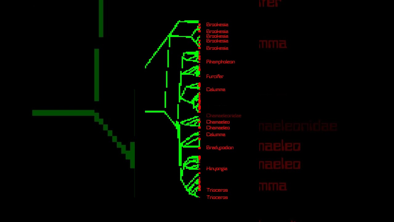 Phylogeny of chameleons #phylogenetics #evolution #8bit