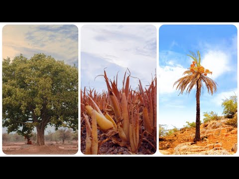 Wallpaper Images For Mobile | Leaf Wallpapers | Nature Wallpaper | Mobile Wallpapers/Background Pics
