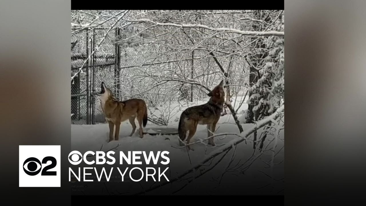 Video captures wolves howling at Beardsley Zoo in Connecticut