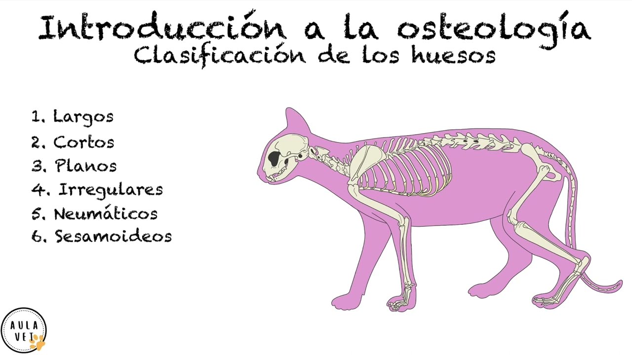 Veterinary Osteology Introduction - Veterinary Anatomy