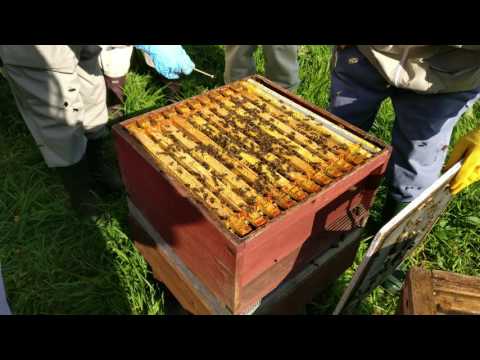 Using an American J Tool to Open the Hive and Check Trays in Ness Gardens