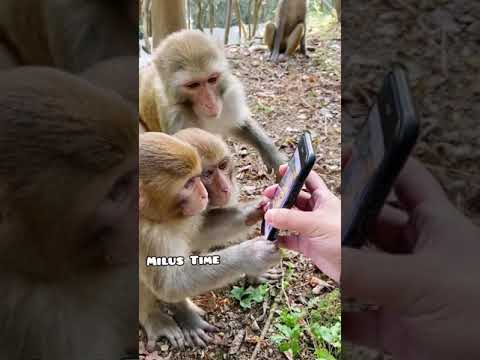 Monkey play smartphone