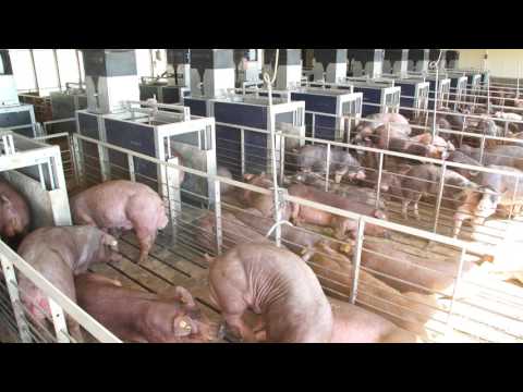 French PPT Nedap Pig Performance Testing