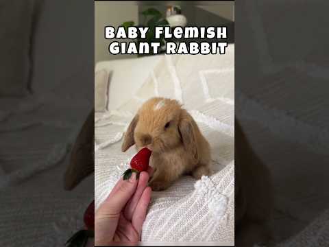 Animals that start out small but grow as huge as adults #animals #shorts #youtubeshorts
