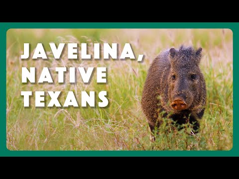 Javelina, Native Texans