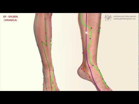 Spleen Meridian of Foot-Taiyin | maduixa salvatge - learning ...