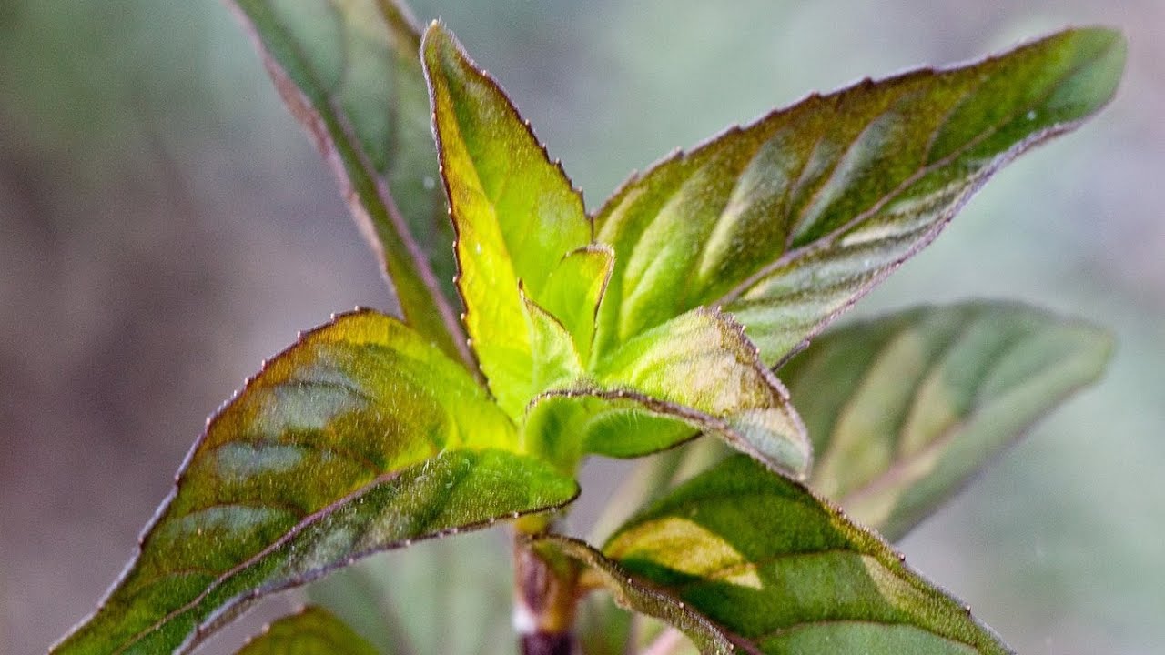 Mintopia mints have arrived!