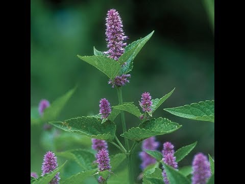 Planting Multipurpose Anise Hyssop | How to grow a year round cut flower garden ~ Ep 25
