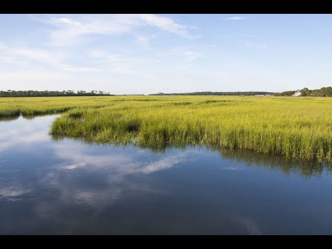 Coastal Wetlands and Salt Marshes