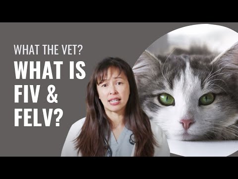 What is FIV & FeLV? - Vet Justine Lee Explains
