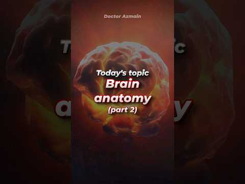 Brain Anatomy Quiz! 🧠 how many can you get right?! #holidayswithshorts #medicalquiz