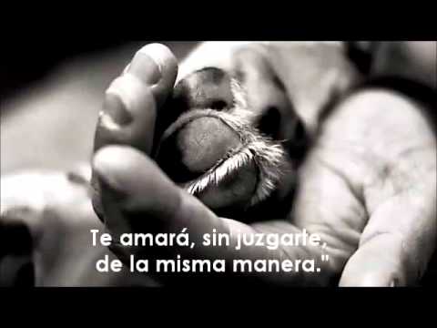 Dios creo al perro | EcotechO