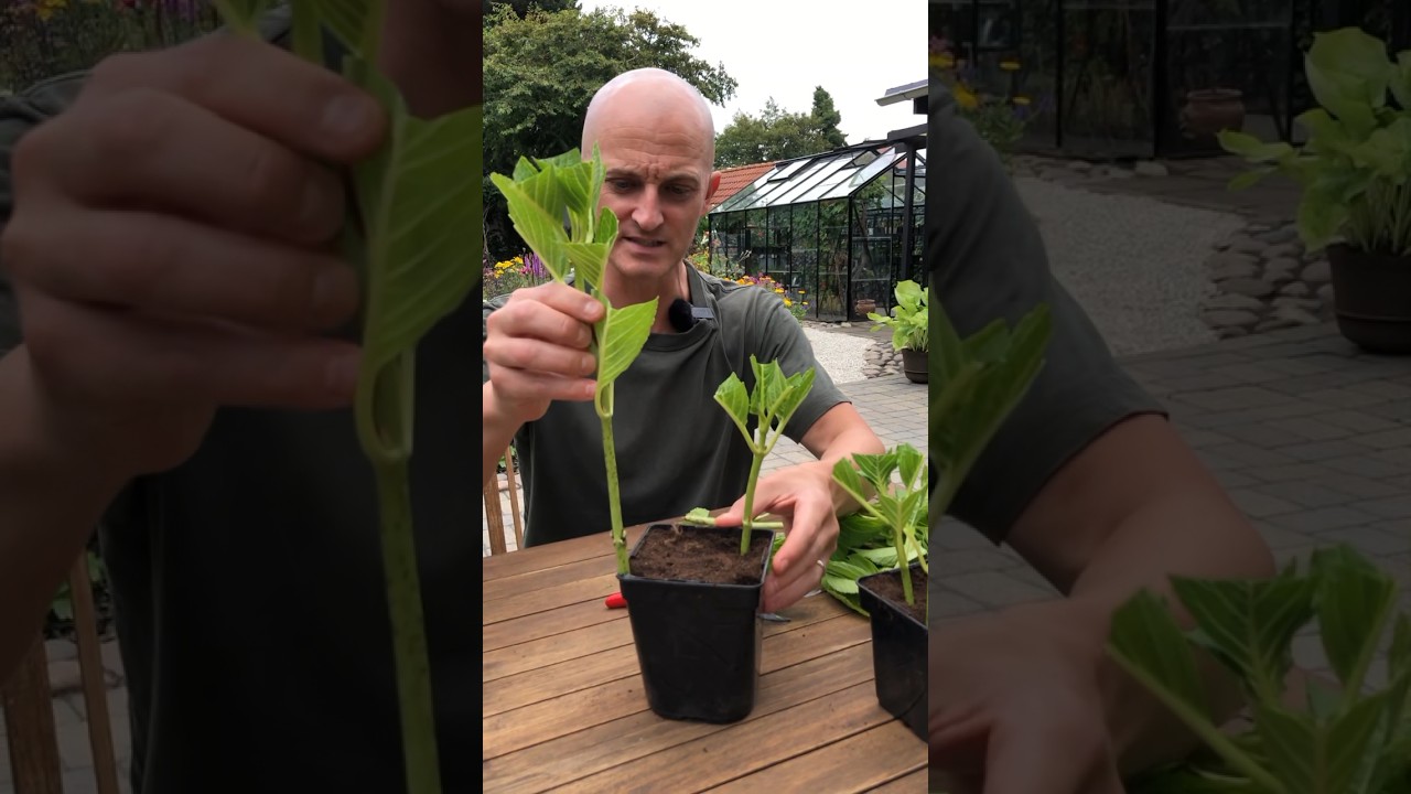 How to Grow Hydrangeas from Cuttings #gardenshorts #hydrangea #propagation #gardentips #garden