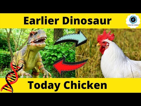Dinosaur ancestor of chicken | English | Finlyn Media | NF