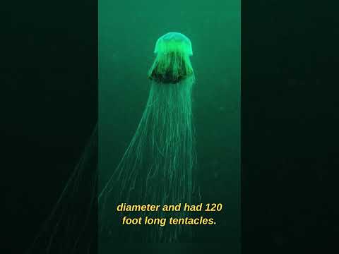 #Dark #sea mystery 400 year old #shark biggest #jellyfish #telescopic fish. #facts #knowledge #sea