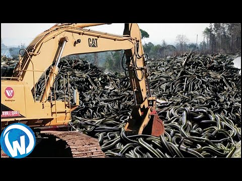 Here's the Largest Snake Nest In The World... This Forbidden Place Has Millions Of Snakes