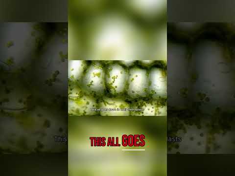 Photosynthesis & Cellular Respiration: The Plant's Energy