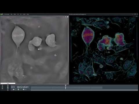 mESC cell mitosis