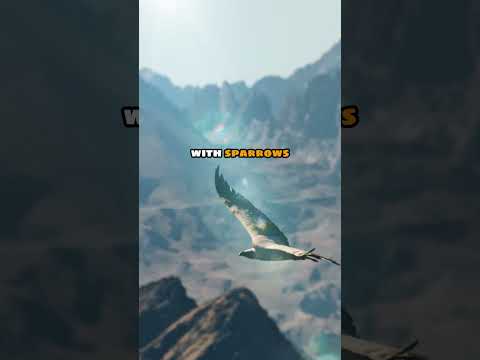 SOAR LIKE AN EAGLE part 1 - EAGLE MENTALITY