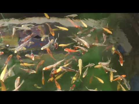 Rainbow Koi, Wiltshire. Video of High Grade Japanese Koi in Vat 5. £20 Each