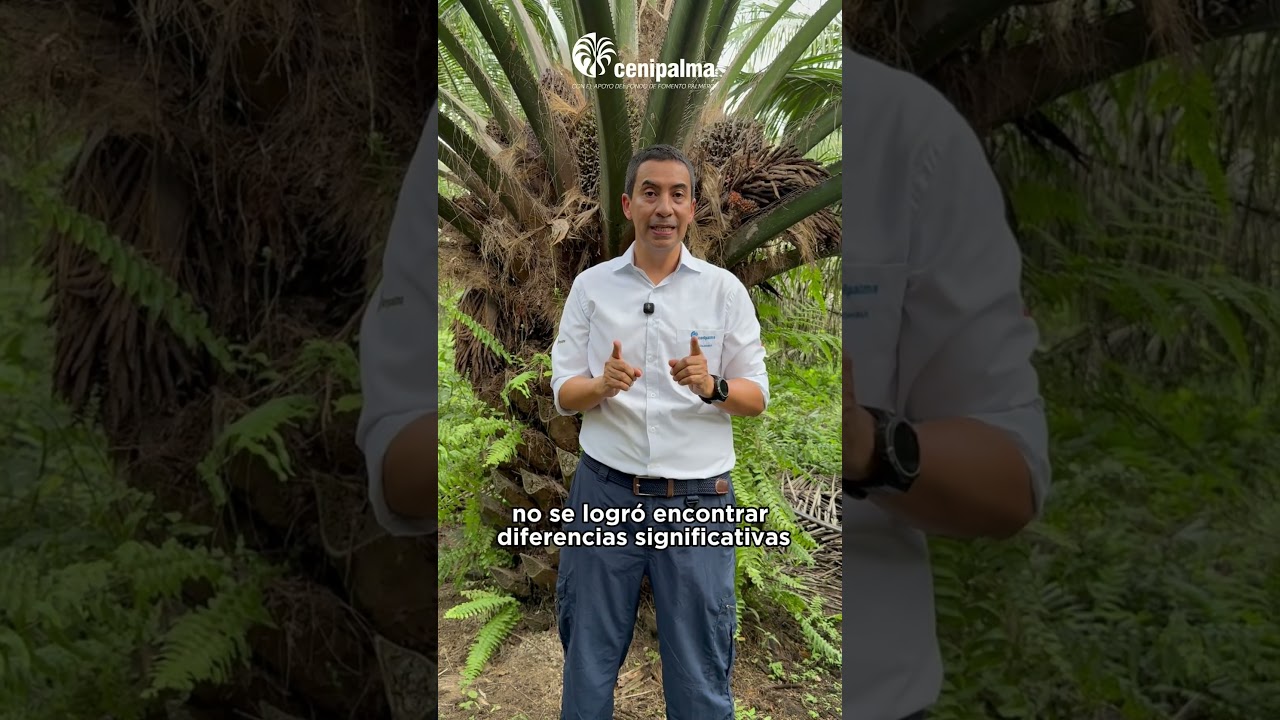 Genotype and nitrogen source influence drought stress in seedlings | CENIPALMA