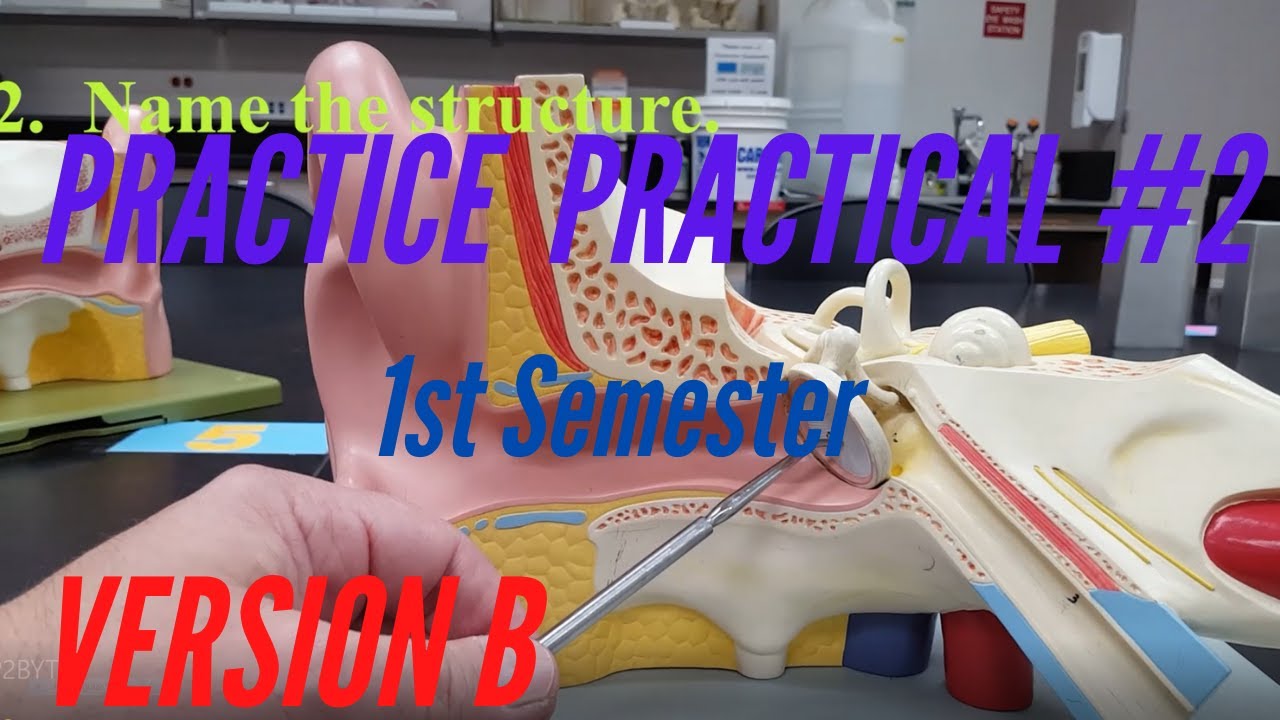 A&P PRACTICE PRACTICAL: 1st Semester Practice Practical #2 Version B