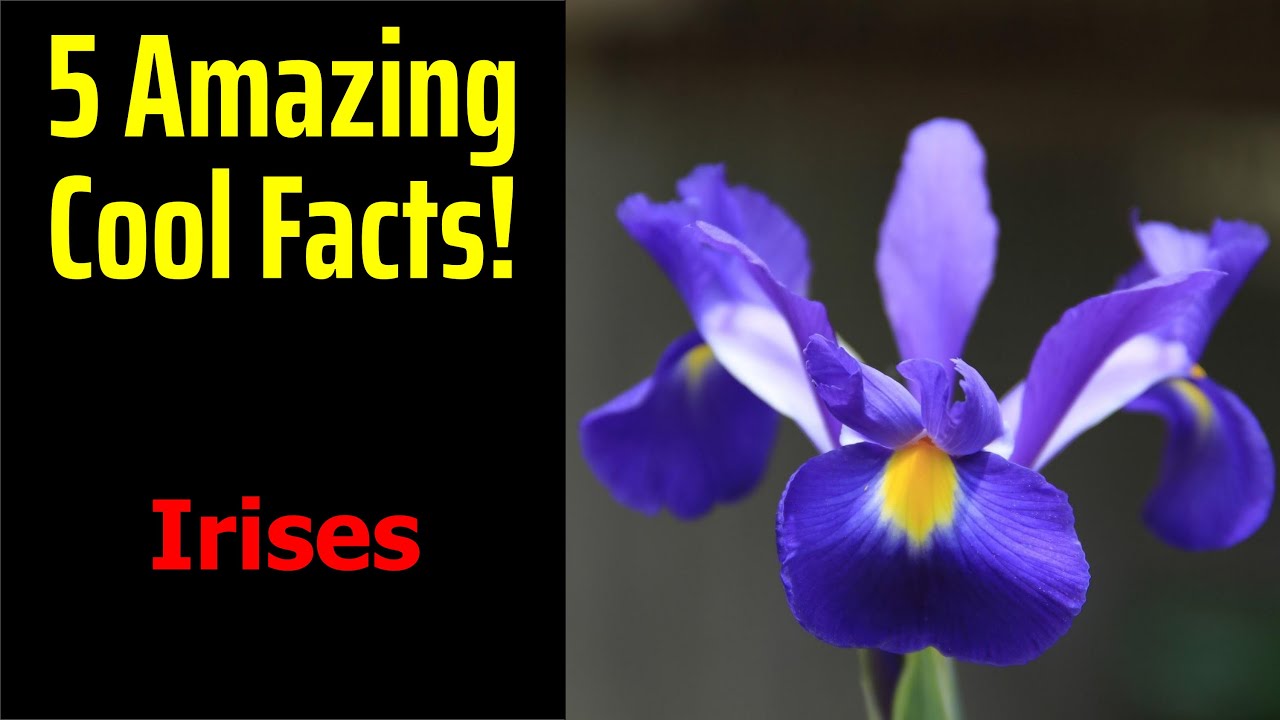 5 Fascinating Facts About Irises