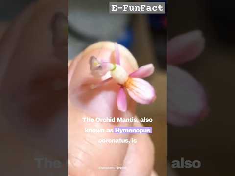 The Enigmatic Orchid Mantis: Nature's Floral Illusionist ⁉️ #shorts