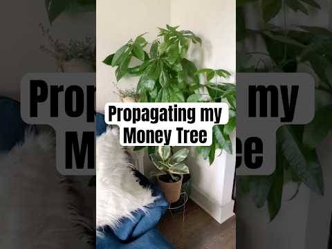 Propagating my money tree! #moneytree #propagation