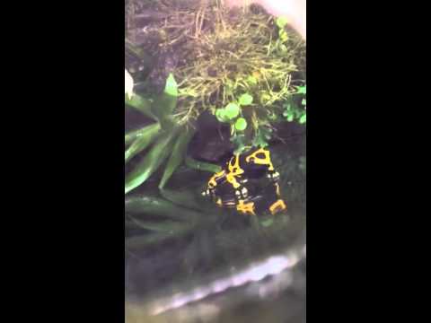 Leuc Calling – The Frog Lady