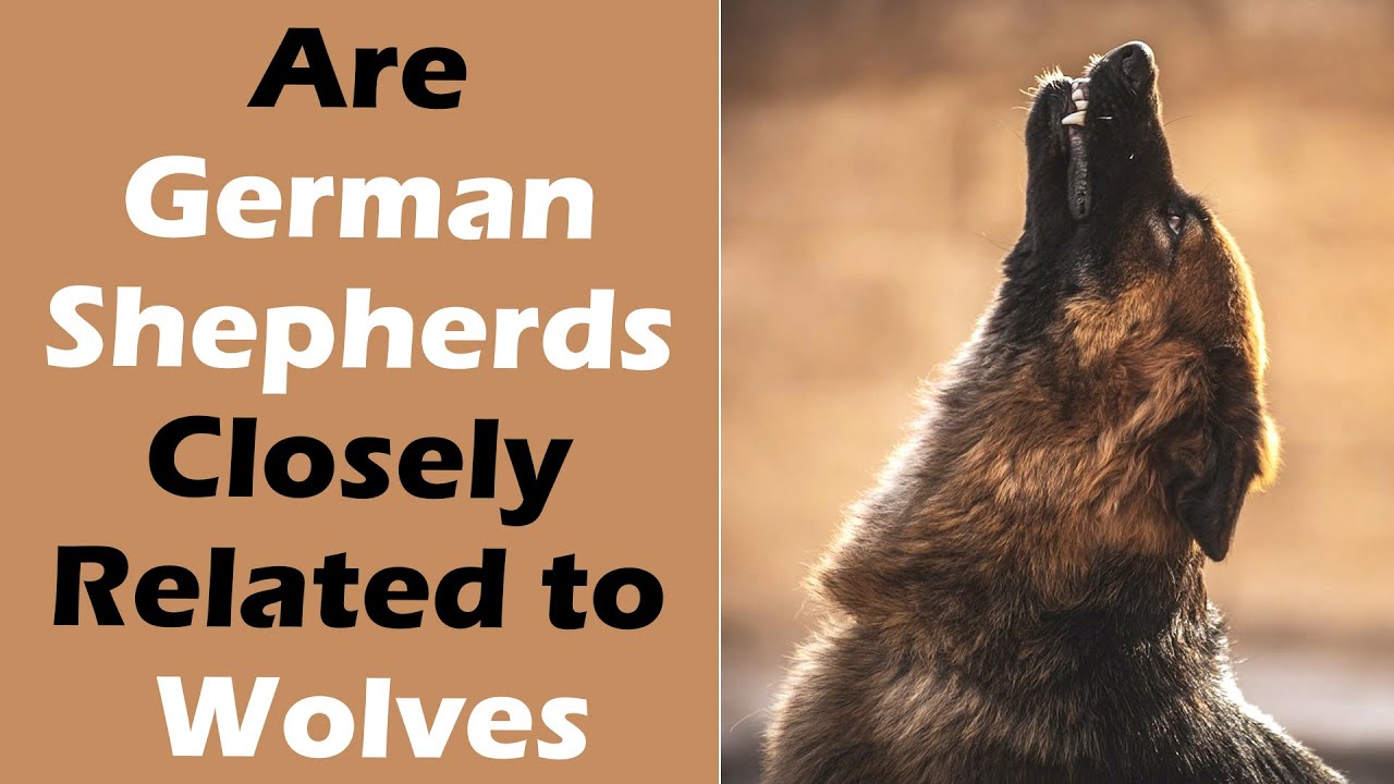 Are German Shepherds Closely Related to Wolves? Howl You Know