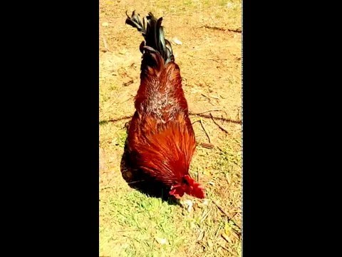 Chickens Sold: Rhode Island Red rooster and 3 Black Stars