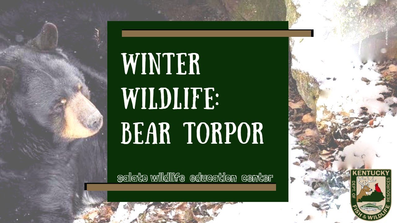 Black Bear in Winter