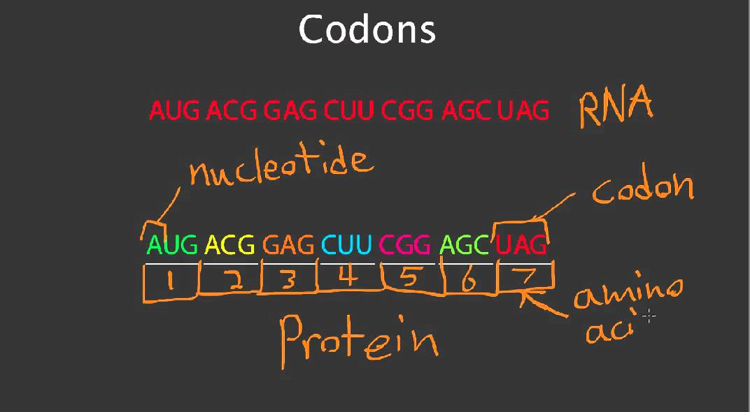 Codons