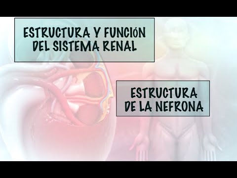 2 ESTRUCTURA DE LA NEFRONA