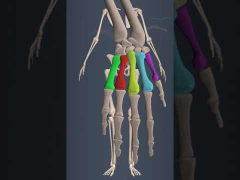 Anatomy of hands