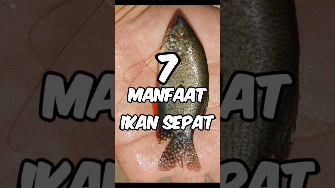 7 manfaat ikan sepat untuk kesehatan tubuh #shorts Original vidio by youtube @EJM57